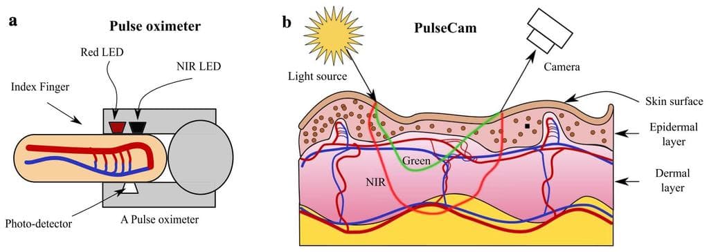 Remote Photoplethysmography - Willogy Insights